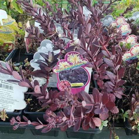 Sedum Sunsparkler Plum Dazzled Succulent 1 Live Potted Plant Etsy