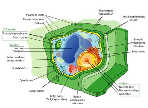 Plant Cell Structure Definition Diagram Organelles Biology Notes