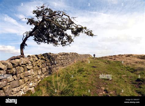 Single Tree On Hadrians Wall High Resolution Stock Photography And Images Alamy