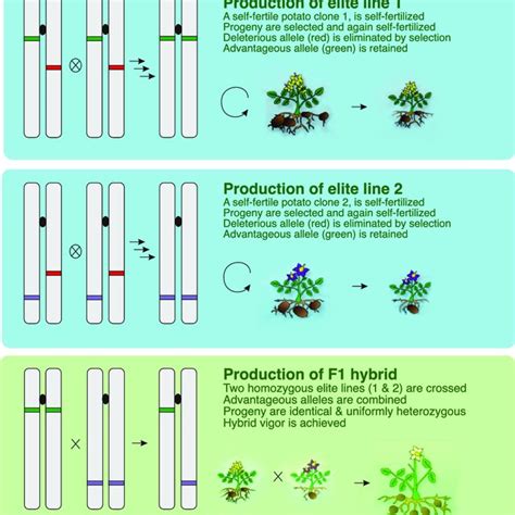 Diagrammatic Representation Of F1 Hybrid Breeding In Potato Download