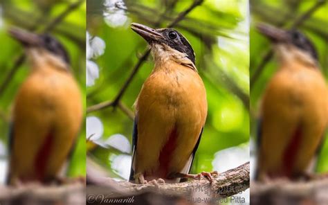 បក្សីប៉ាកខ្ទៀវស្លាបខៀវ មានច្រើននៅតាមតំបន់ព្រៃនៃប្រទេសកម្ពុជា