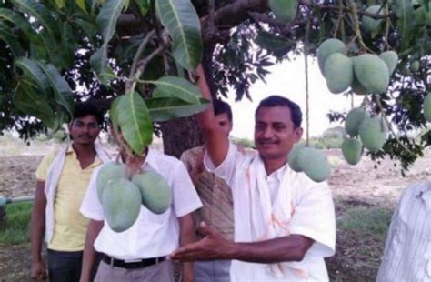 Maharashtra Farmer Grows 51 Varieties Of Mangoes On One Tree Weird