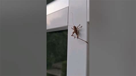 Saved Lost Grasshopper Youtube