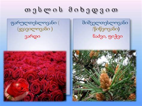 ყვავილოვანი მცენარეები Pptx