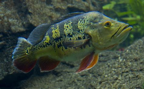 7 Rekomendasi Ikan Hias Air Tawar Predator Untuk Pemula Apa Saja Nakama Aquatics