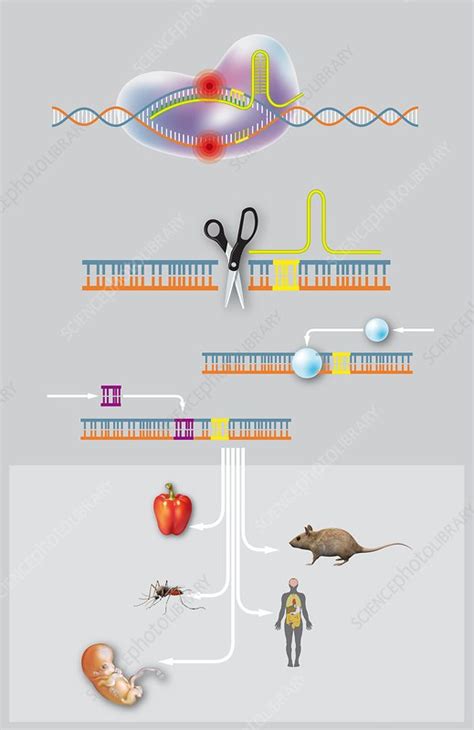 Crispr Cas9 Gene Editing Diagram Stock Image C0366626 Science Photo Library