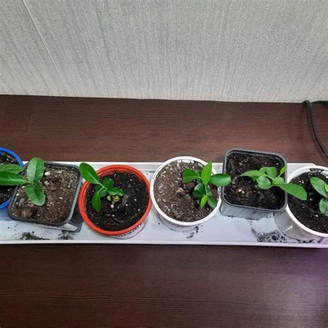 Лимонное дерево купить в Москве цена 1 000 руб истекает сегодня в 10 22 Растения и семена