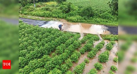 Wwfs ‘vegetative Barriers Working Wonders In Jalna Nagpur News