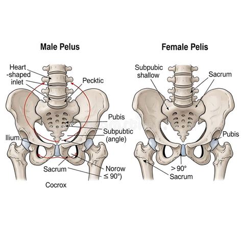 Male Versus Female Pelvis Anatomy Comparison Human Stock Illustration