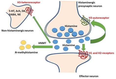 Histamine