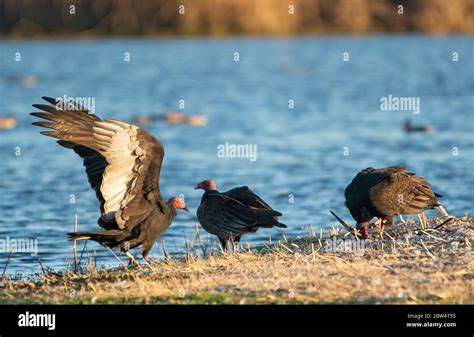 Turkey Vultures Cathartes Aura At Sacramento National Wildlife Refuge