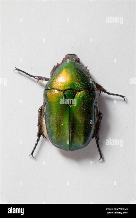 A Striking Green Beetle Exhibits Its Vibrant Colors And Shiny Carapace