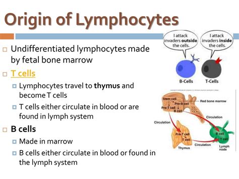 Ppt Lymphatic Immune System Powerpoint Presentation Free Download Id 2335232