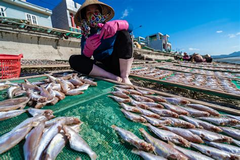 Pekerja Mengeringkan Ikan Di Desa Nelayan Di Pantai Phuoc Tinh