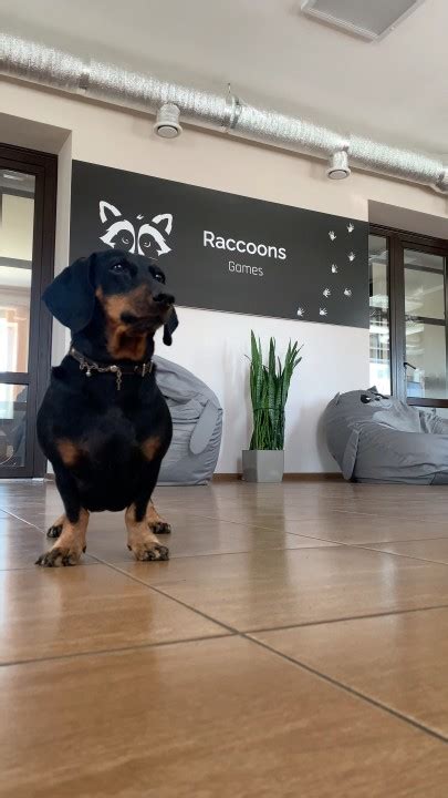 Raccoons Games On Linkedin Raccoonsgames Gamedev Developer