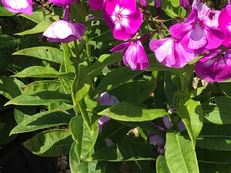 Phlox Laura Van Zelst
