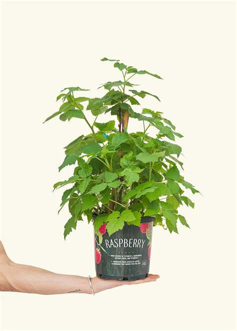 Raspberry Plant In Pot