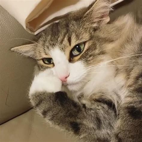 Cute Cattos Moment That Adorable And Funny Artofit