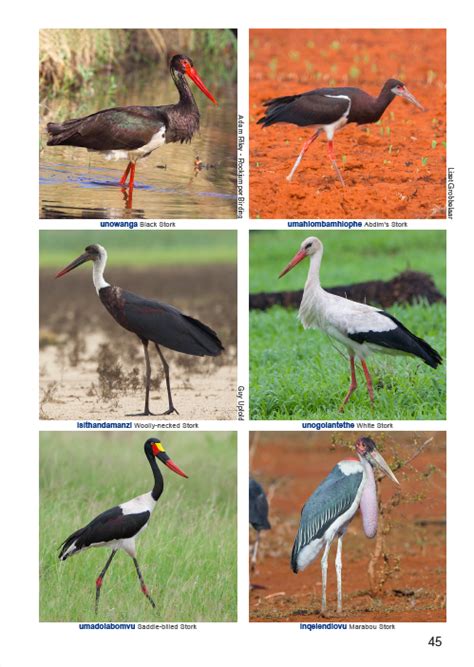 Burble Roberts Birds Of Kwazulu Natal And Their Zulu Names