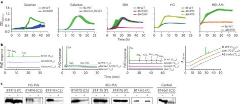 Depolymerization Of Pectins At The Cell Surface Of B Thetaiotaomicron