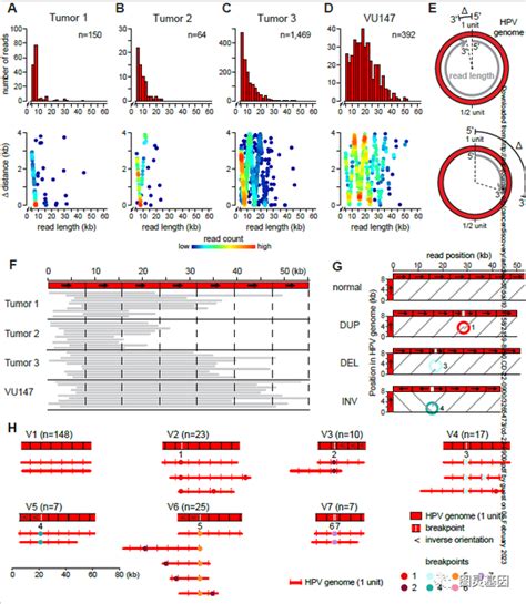 Can Dis Hpv整合诱导的瘤内“异质性链条”和克隆进化 知乎