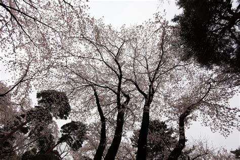 무료 이미지 나무 분기 겨울 검정색과 흰색 봄 높은 단색화 시즌 벚꽃 시원한 이미지 5d 사쿠라
