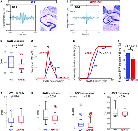 SWR Duration Was Specifically Diminished In CA1 Of APP KI Mice A B
