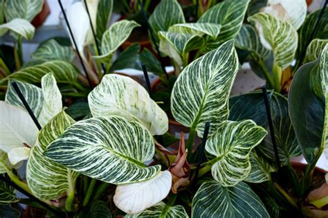 꽃 가게의 선반에있는 가정 식물 Philodendron Birkin의 많은 냄비 창고 구색 공장 배달 가정과 사무실 취미를위한