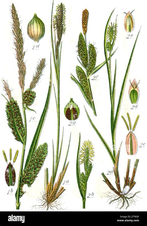 An Illustration Of Various Species Of The Genus Carex Commonly Known