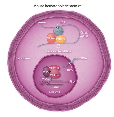 Proposed Model Of The Mettl3 → Rna M 6 A → Ccnd1 → Ythdf3 Axis