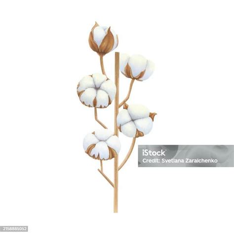 푹신푹신한 흰색 면봉이 있는 목화 식물 가지 손으로 그린 수채화 식물 그림입니다 디자인 카드 라벨 포장 섬유 인쇄 직물 광고 0명에 대한 스톡 벡터 아트 및 기타 이미지