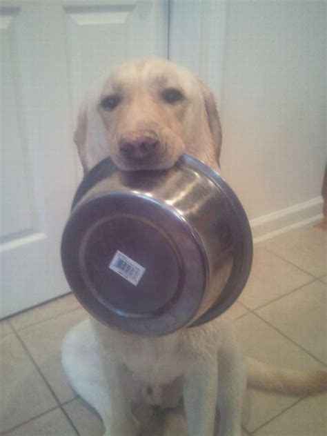 Please Feed Me