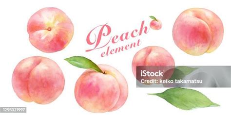 잘 익은 육즙 복숭아 수채화 일러스트 세트 흰색 복숭아 잎과 함께 복숭아류에 대한 스톡 벡터 아트 및 기타 이미지 복숭아류 복숭아색 수채화 Istock