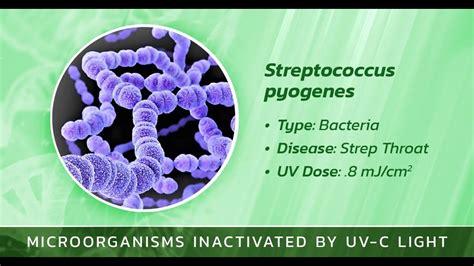 Streptococcus Pyogenes Characteristics Infections Virulence Factors