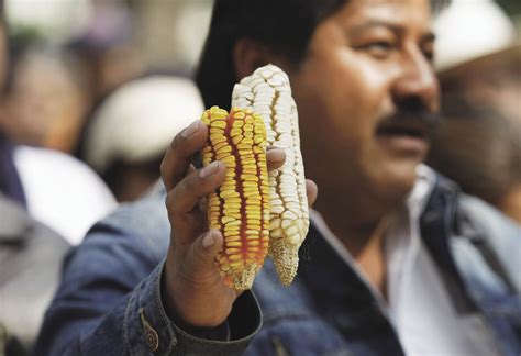 Past And Future Collide As Mexico Fights Over Gmo Corn Manitoba Co