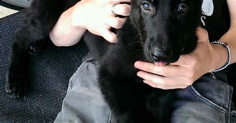 Our 9 Week Old Dio Imgur