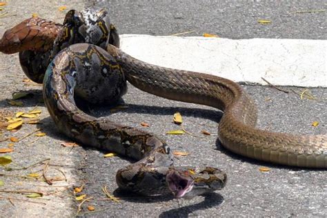 Python Versus King Cobra In A Battle At Ntu Campus The Straits Times