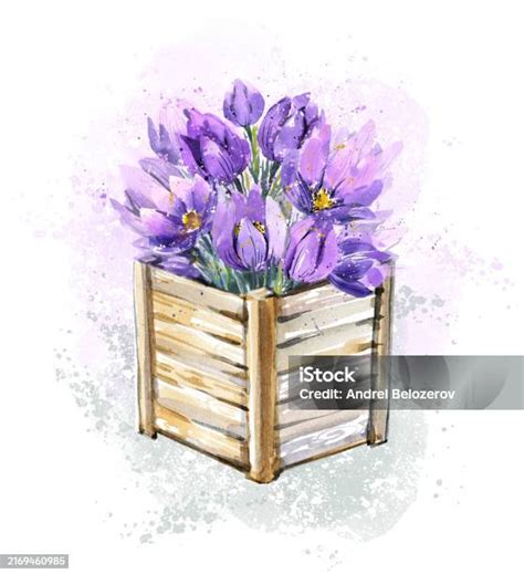 흰색 배경에 그의 손에 Snowdrops 꽃다발과 나무 상자 수채화 그림 1위에 대한 스톡 벡터 아트 및 기타 이미지 1위 가리기 갈란투스 Istock