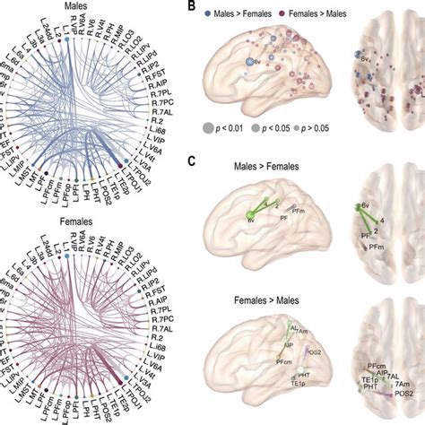 Structural Connectivity Differences Between Males And Females A