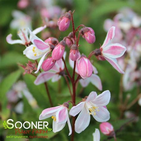 Yuki Cherry Blossom® Deutzia Sooner Plant Farm
