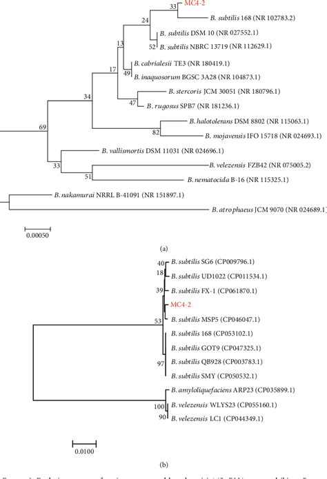 Figure 2 From Complete Genome Sequence Analysis Of Bacillus Subtilis Mc4 2 Strain That Against