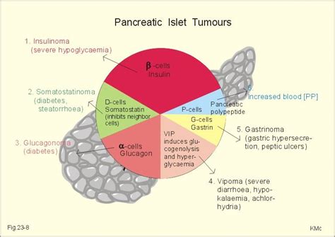 Endocrine And Exocrine Functions Of The Pancreas Endocrine Pancreas