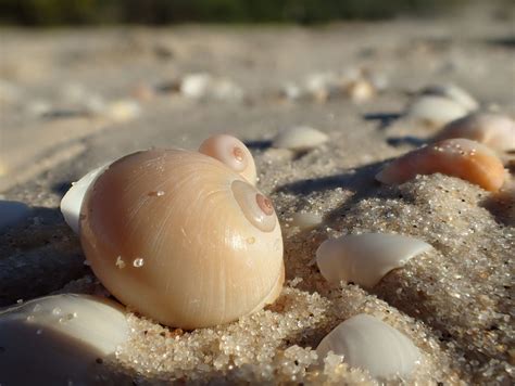 Beautiful Exoskeleton Gastropod Shell Marineexplorer Shells