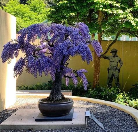 Purple Rain Wisteria Bonsai Tree Seeds Best T For Him Her Mom Dad Teacher Home Decor