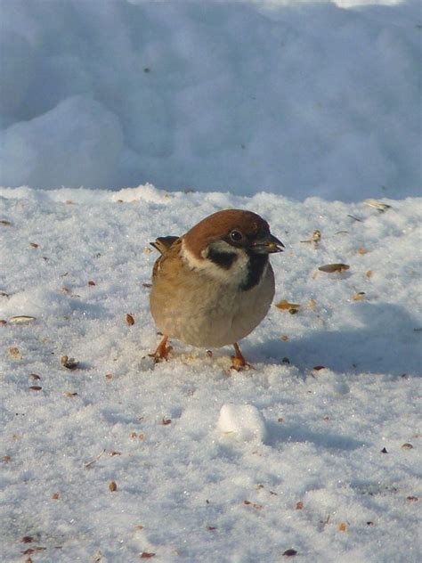 Spatz Sperling Winter Kostenloses Foto Auf Pixabay