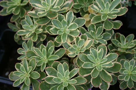 Sedum Kamtschaticum Variegatum Stonecrop Rare Roots