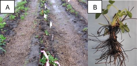 Michigan Strawberry Facts Strawberry Black Root Rot Berries