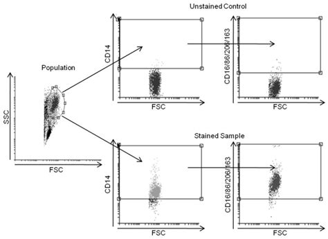 Gating Strategy For Flow Cytometry Facs Analysis Of Surface Markers