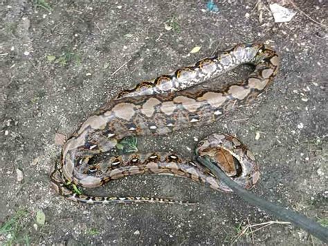 Purr Fectly Terrifying Python Eats Pussy In Cats Cage Thaiger