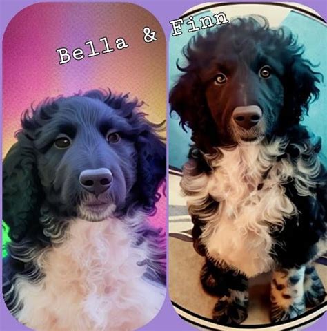 Finn And Bella Twins Rgoldendoodles